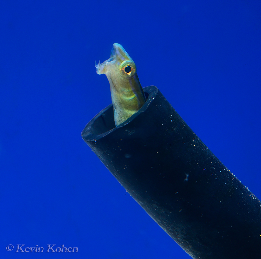 Snake Blenny (Xiphasia setifer) - Kevin Kohen